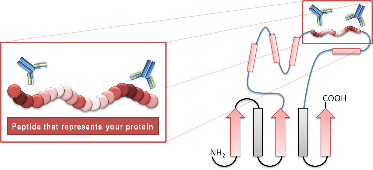 Peptide Antibody Production & Purification