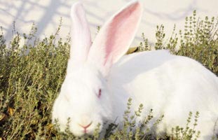 Polyclonal Antibodies from Rabbit Antisera | Davids